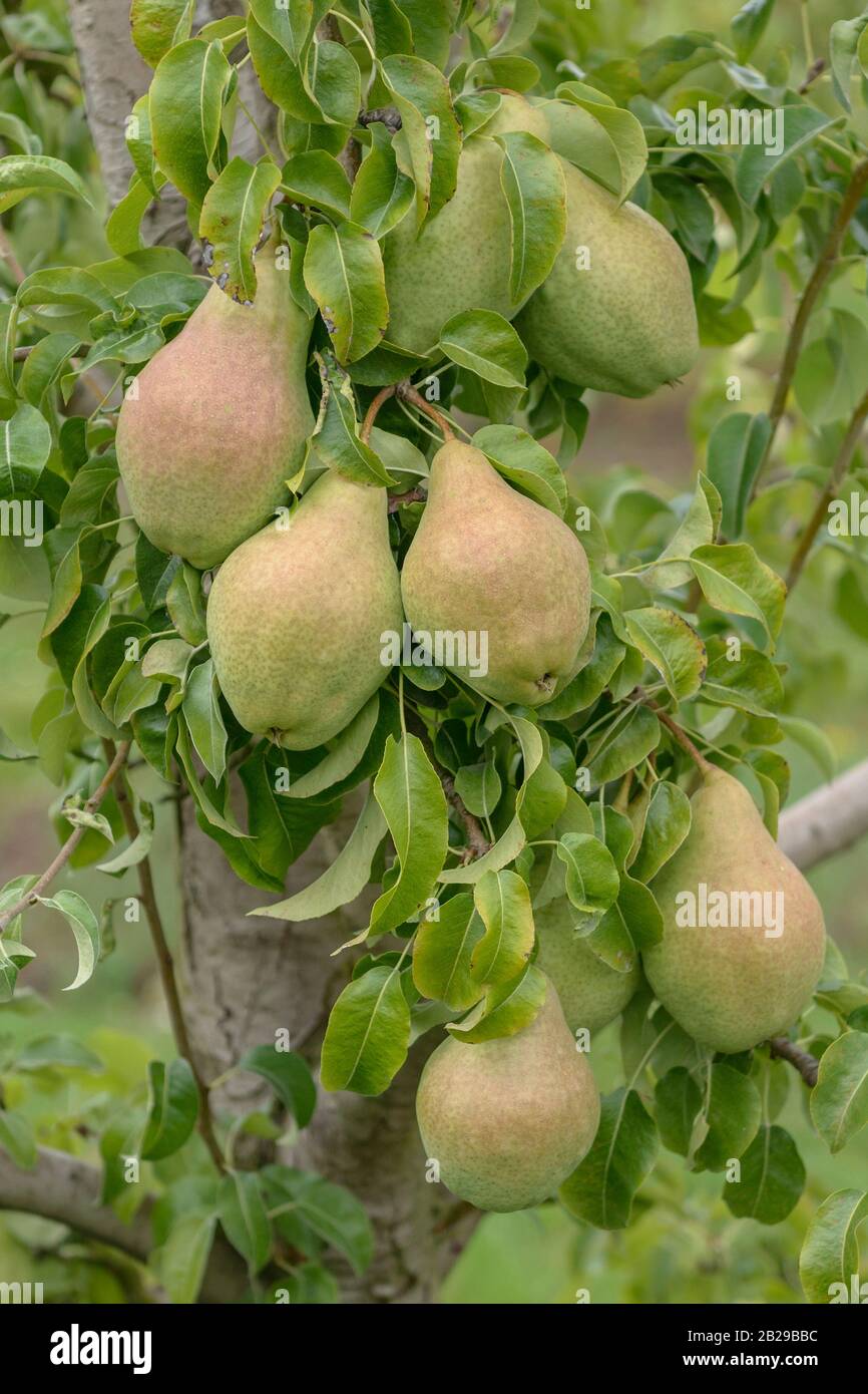 Kultur birne hi-res stock photography and images - Alamy