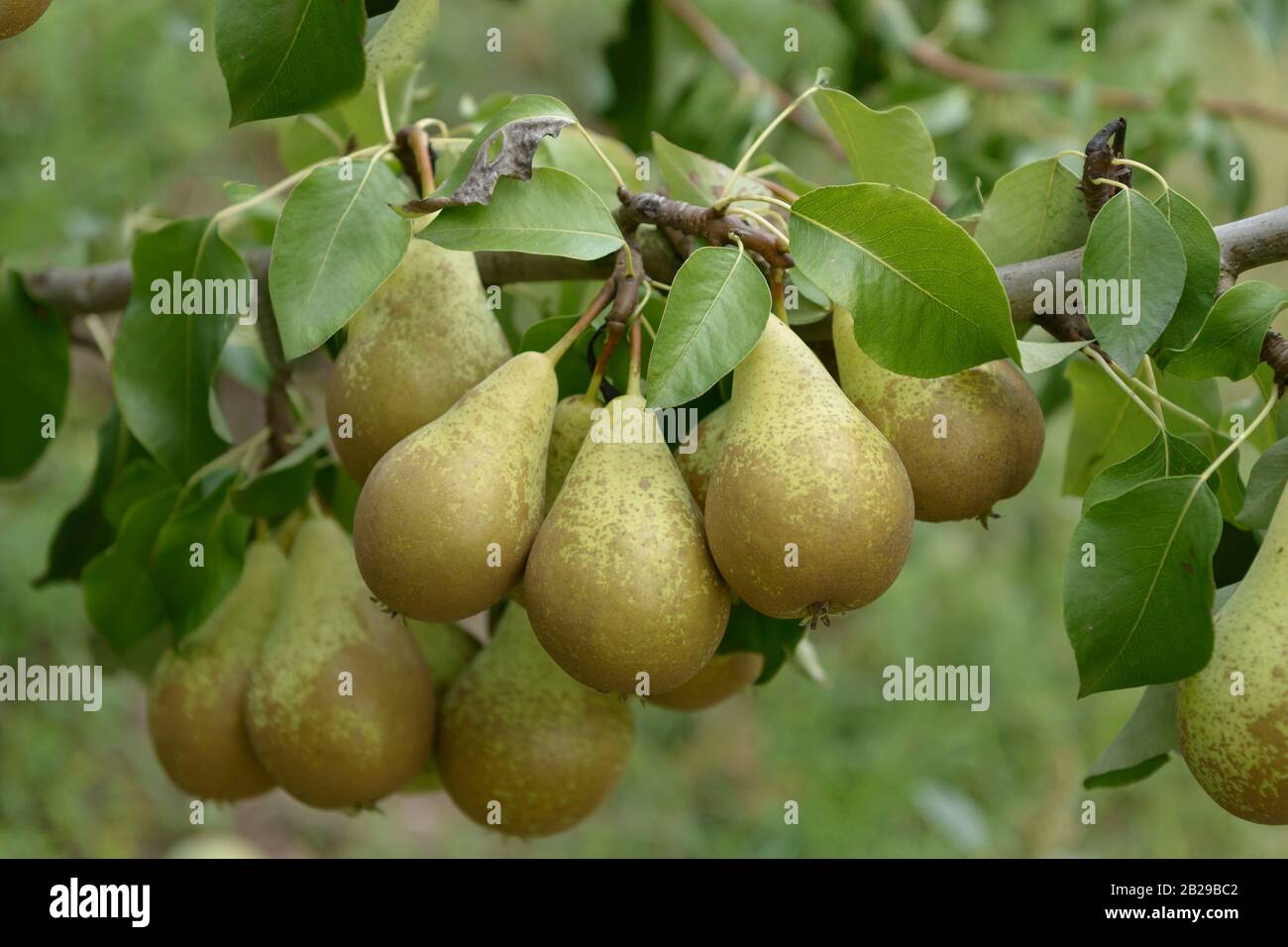 Pyrus communis ‘conference’ hi-res stock photography and images - Alamy