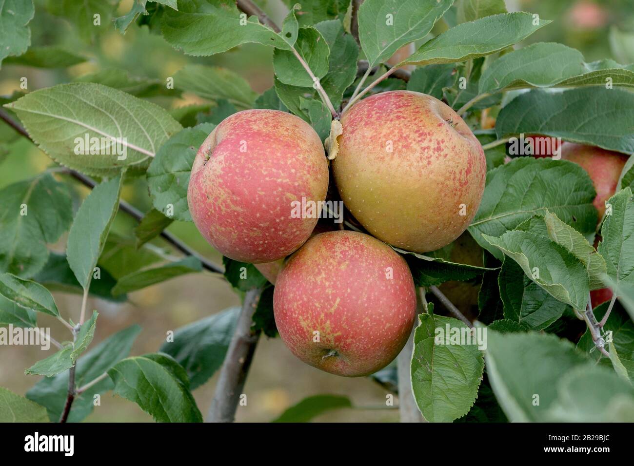 Apfel (Malus domestica 'Roter Boskoop' - Wolf Stock Photo - Alamy