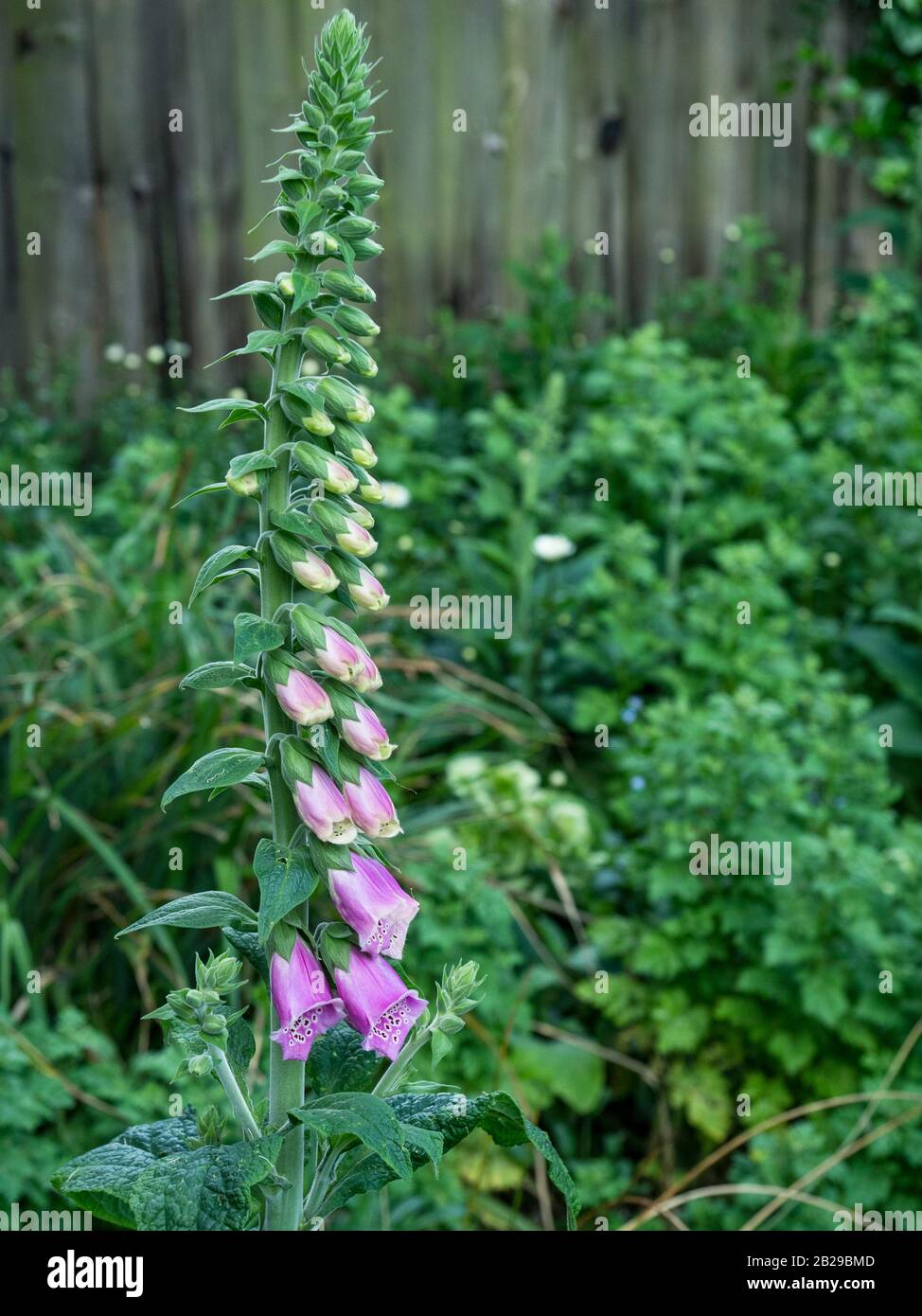Foxglove (digitalis purpurea) in garden border Stock Photo - Alamy