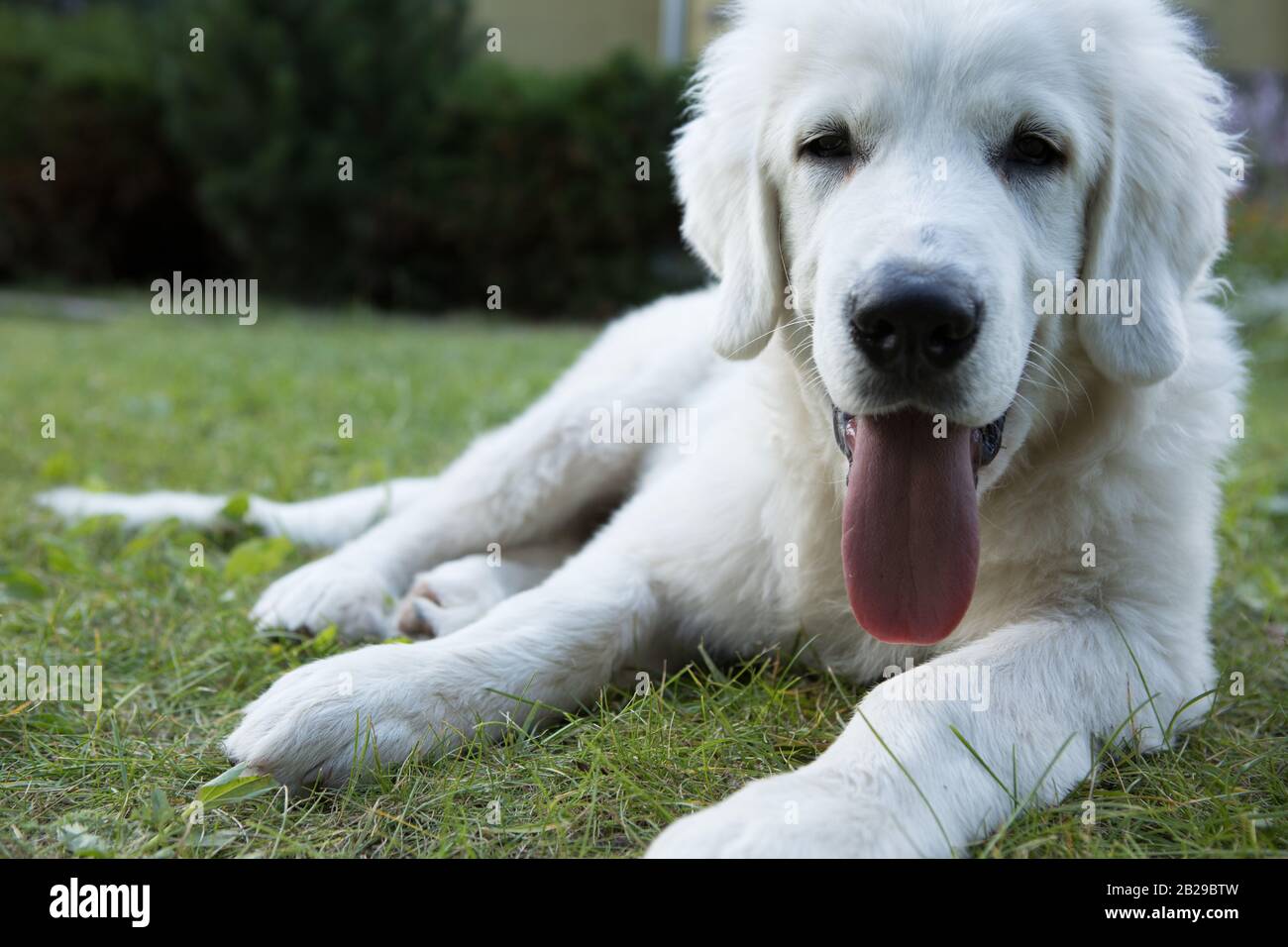 Tatra shepherd dog hi-res stock photography and images - Alamy