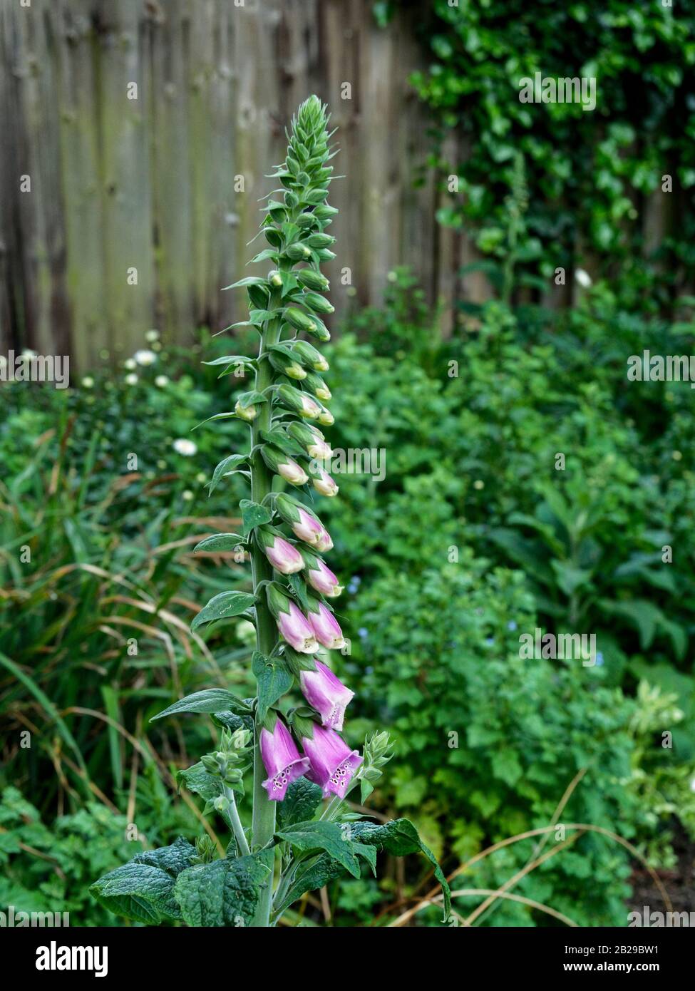 Growing foxglove (digitalis purpurea) in garden border Stock Photo - Alamy