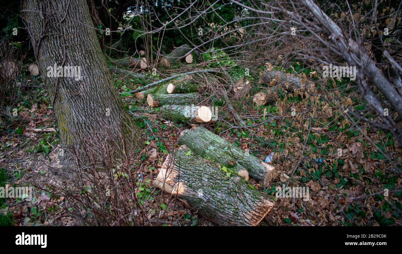 Fresh cut logs hi-res stock photography and images - Alamy