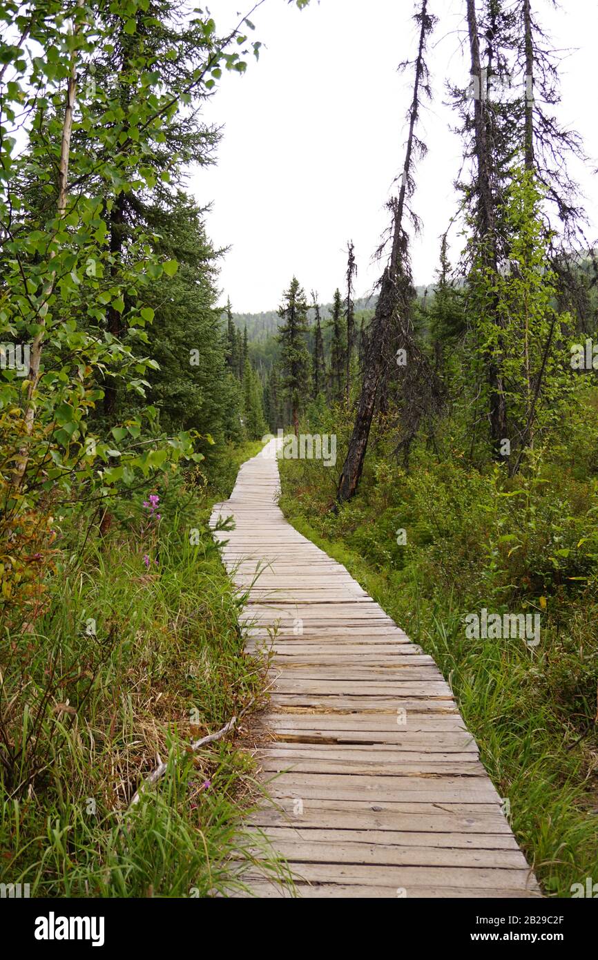 Hiking mountain trail in Alaska Stock Photo - Alamy