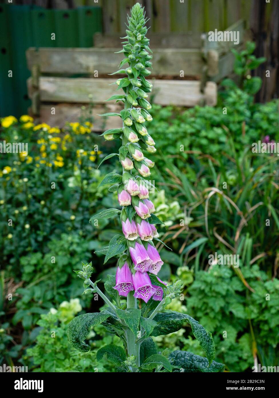 Flowering foxglove (digitalis purpurea) in garden border Stock Photo ...