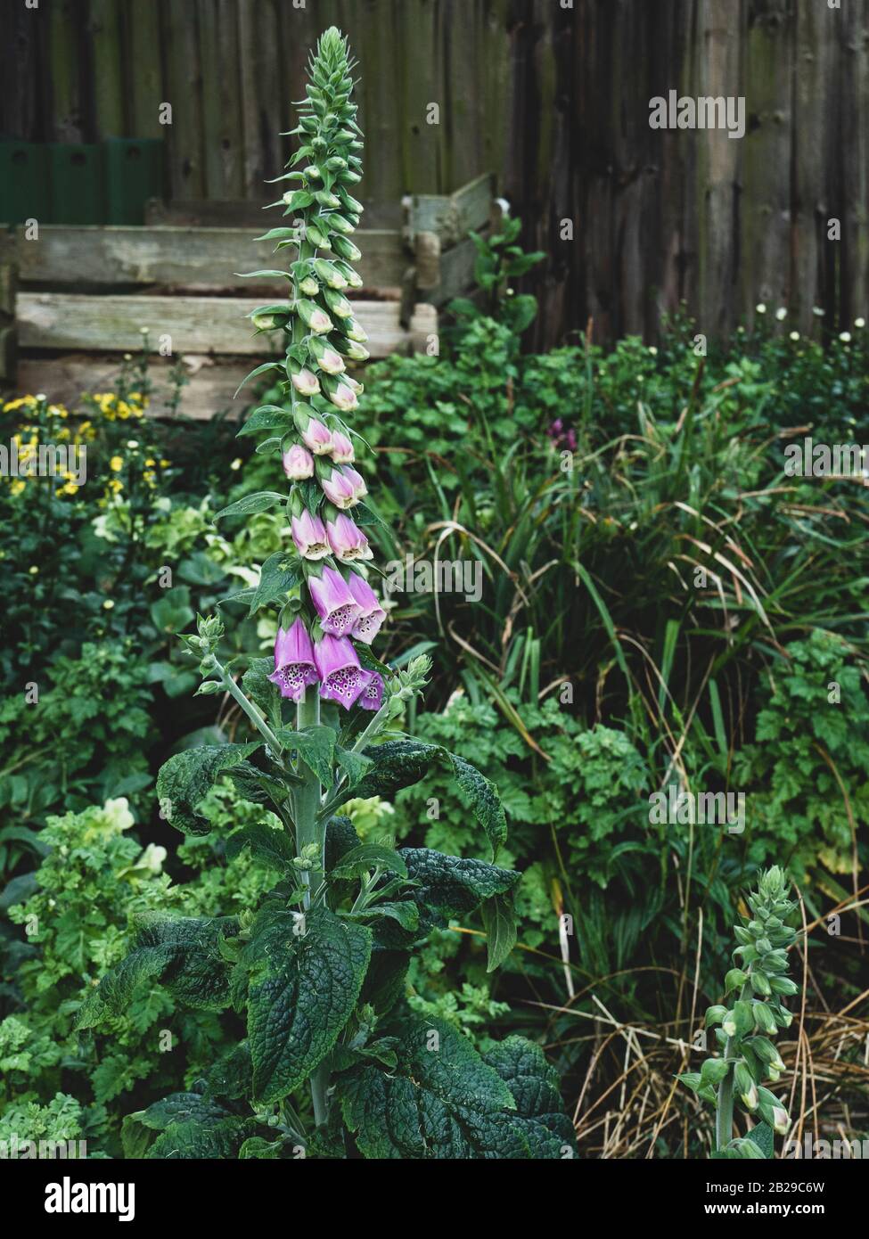 Flowering foxglove (digitalis purpurea) in garden border Stock Photo ...