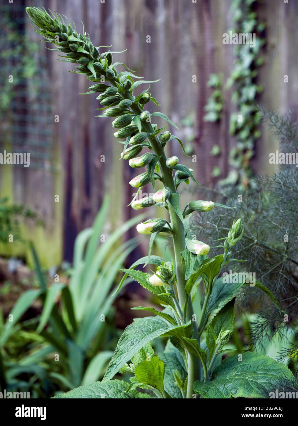 Flowering foxglove (digitalis) in garden border Stock Photo - Alamy
