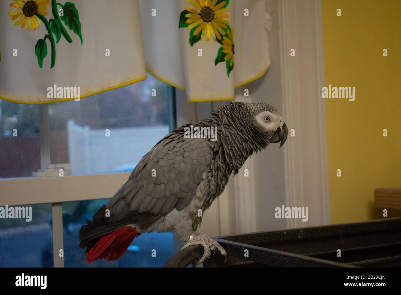 An African Gray Parrot With Red Tail Feathers Standing on Top of Her ...