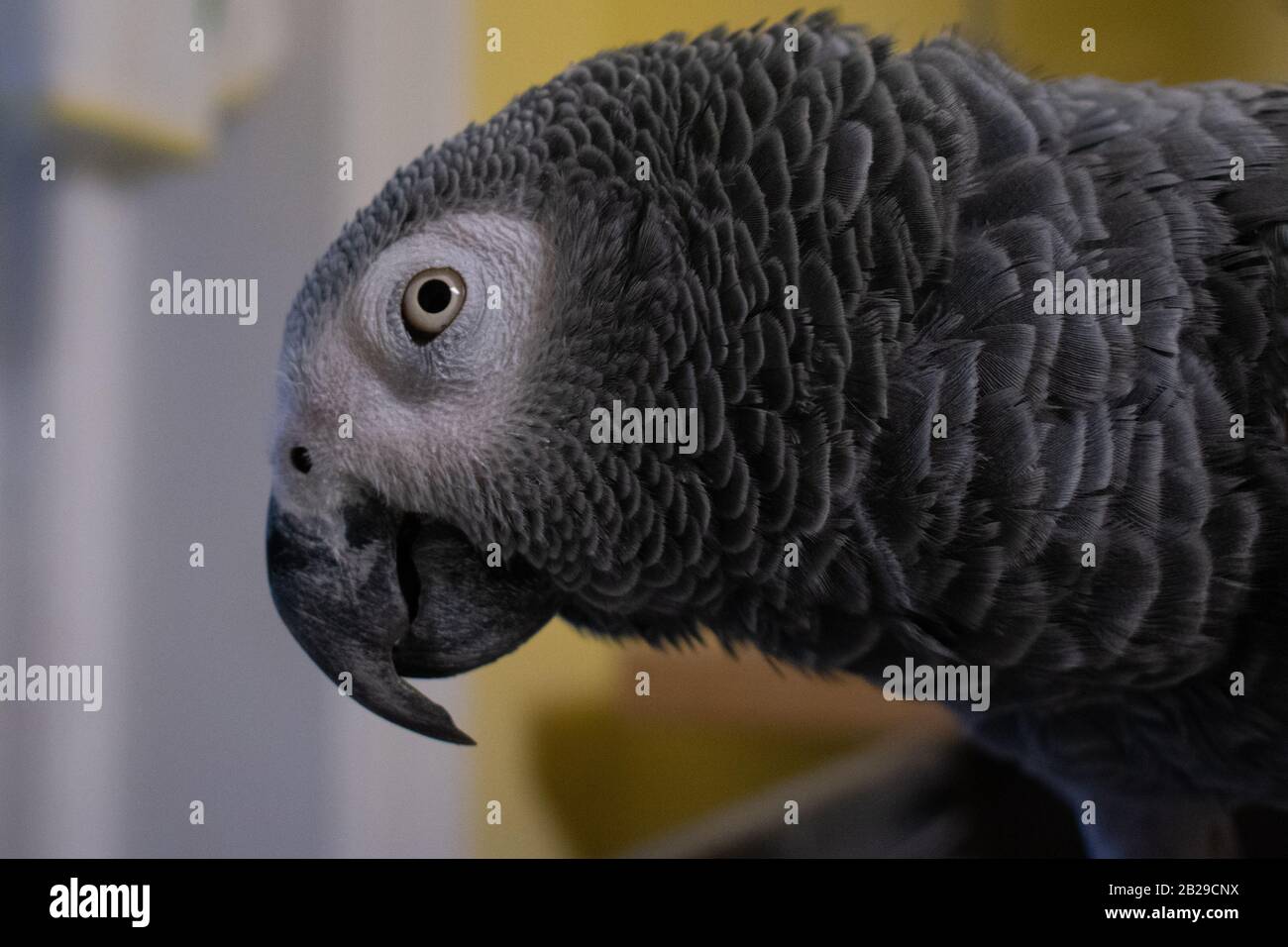 Close up of african grey parrot hi-res stock photography and images - Alamy