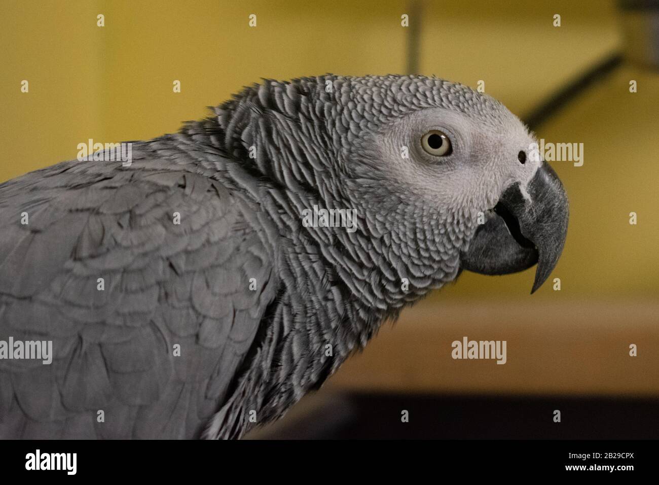 An African Gray Parrot Looking At the Camera With a Yellow Background ...