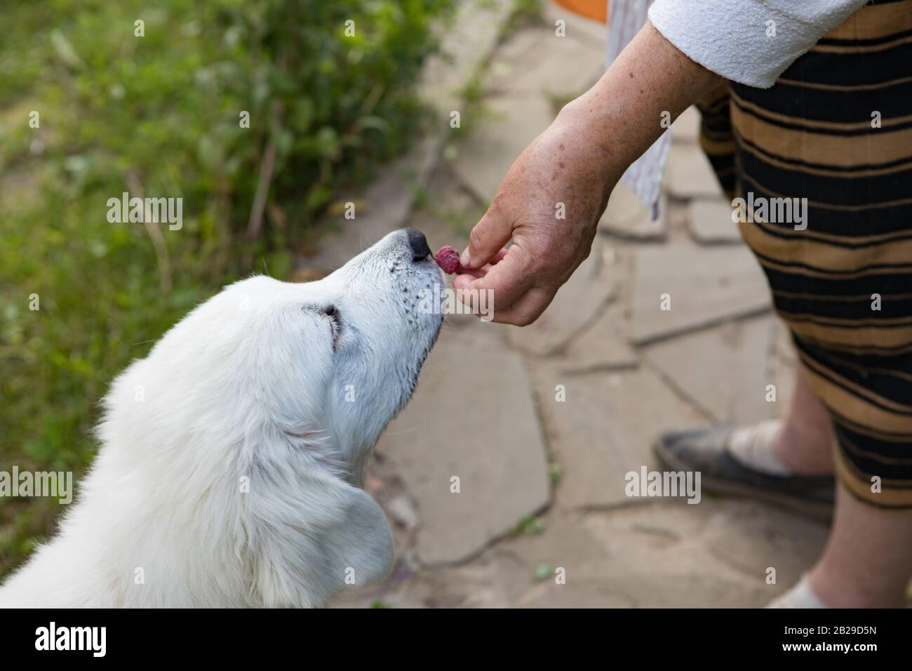 Tatra Shepherd Dog four month old puppies in house garden Stock Photo ...