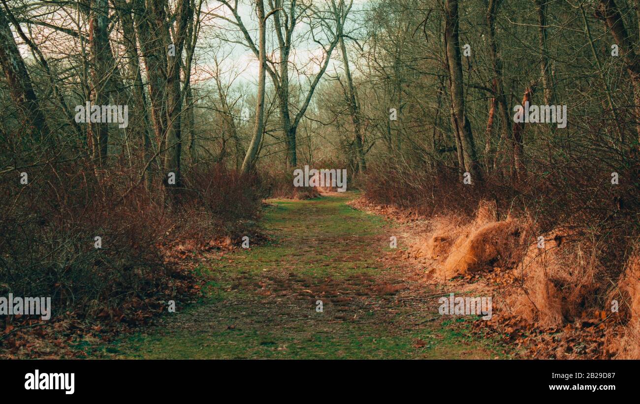 A Green Grassy Path in a Dead Forest in Winter surrounded by bare trees ...