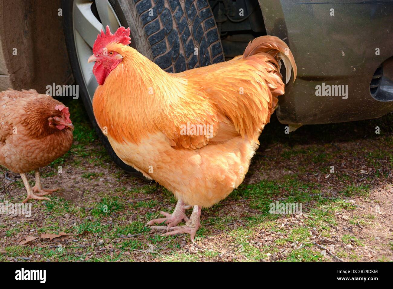 Orange hen hi-res stock photography and images - Alamy