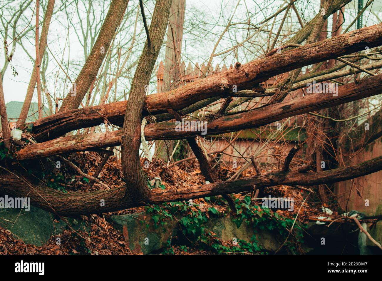 Large Dead Tree Branches Laying Vertically Over a Gap Stock Photo - Alamy
