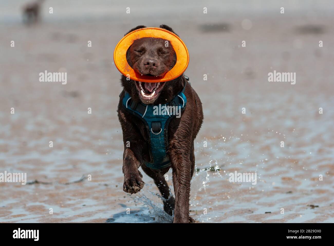 Chocolate labrador running with frisbee hi-res stock photography and ...