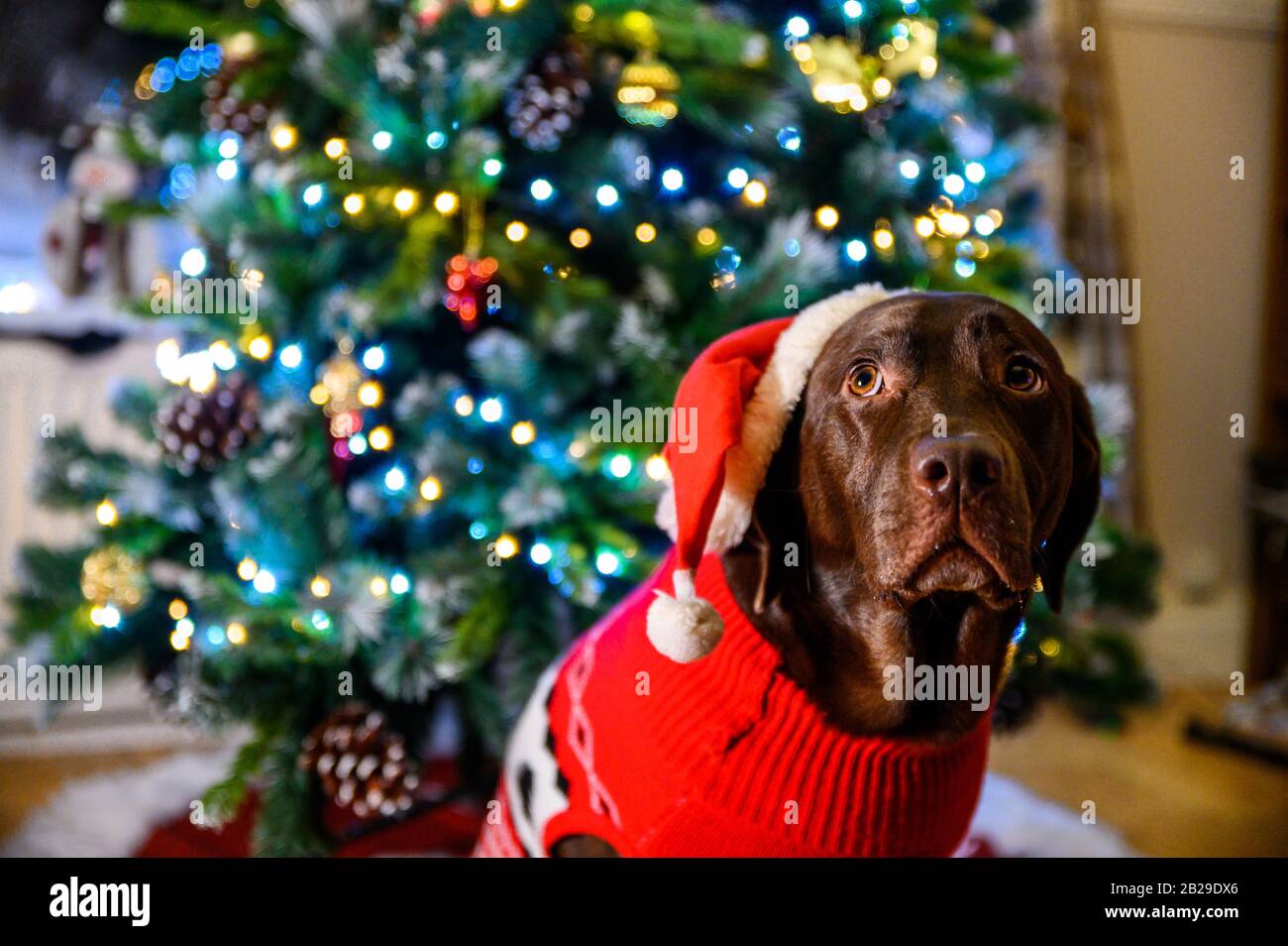 chocolate labrador sitting infront of christmas tree at home, holiday ...