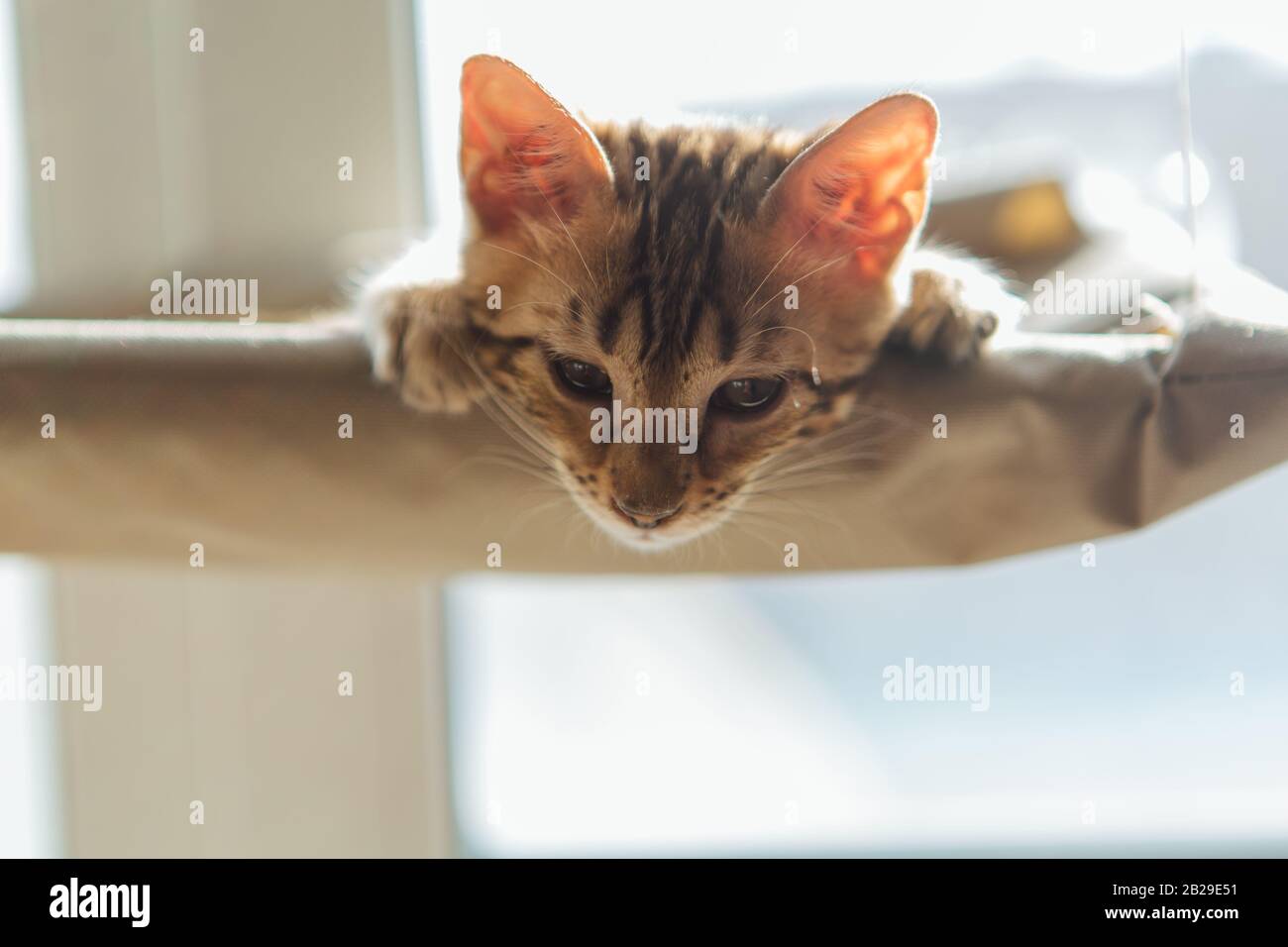 Cute little bengal kitty cat laying on the cat's window bed watching ...