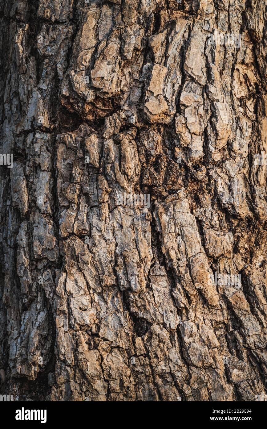 Erythrina crista galli hi-res stock photography and images - Alamy