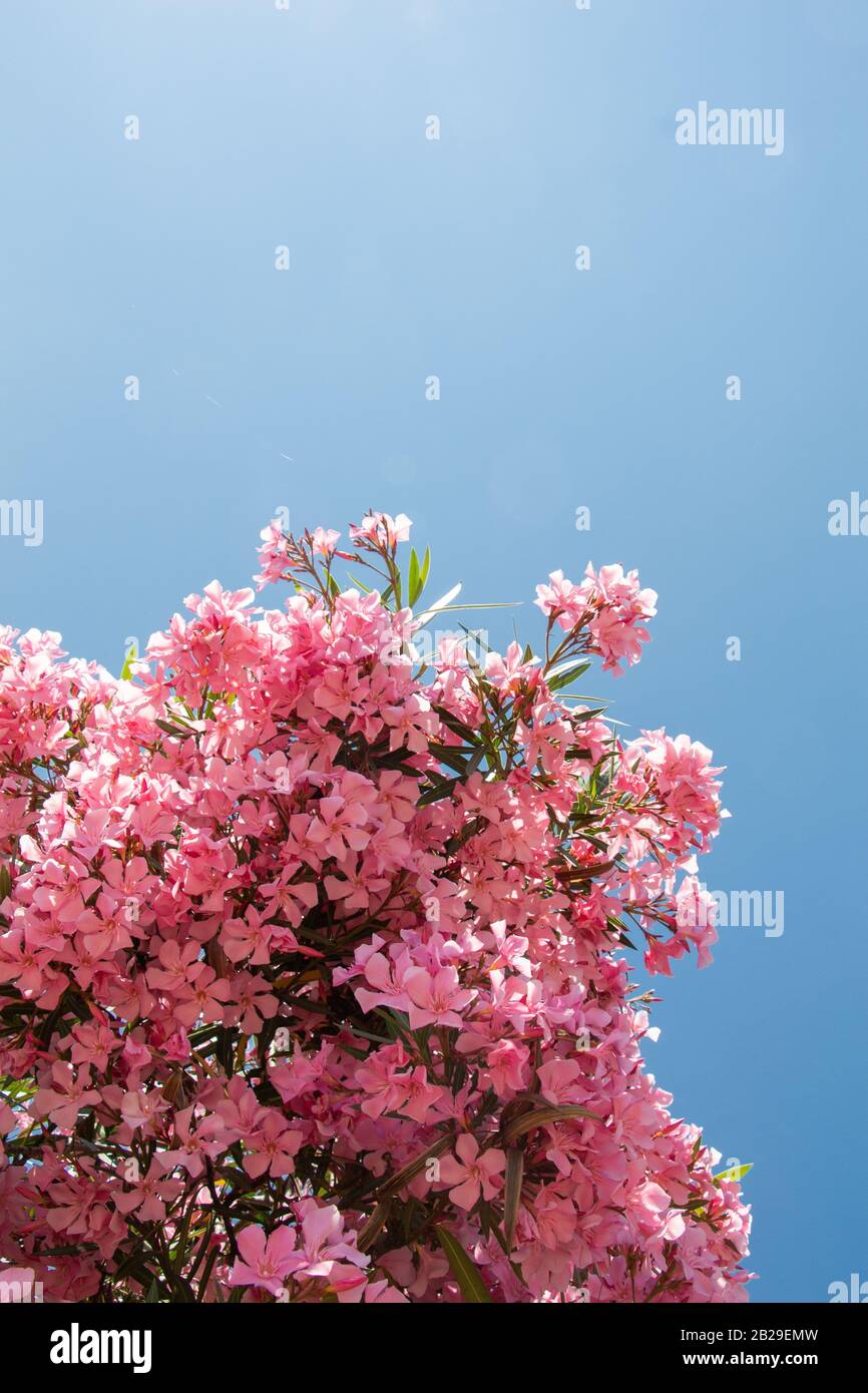 Branches of oleander tree ( Nerium oleander ) with pink flowers against ...