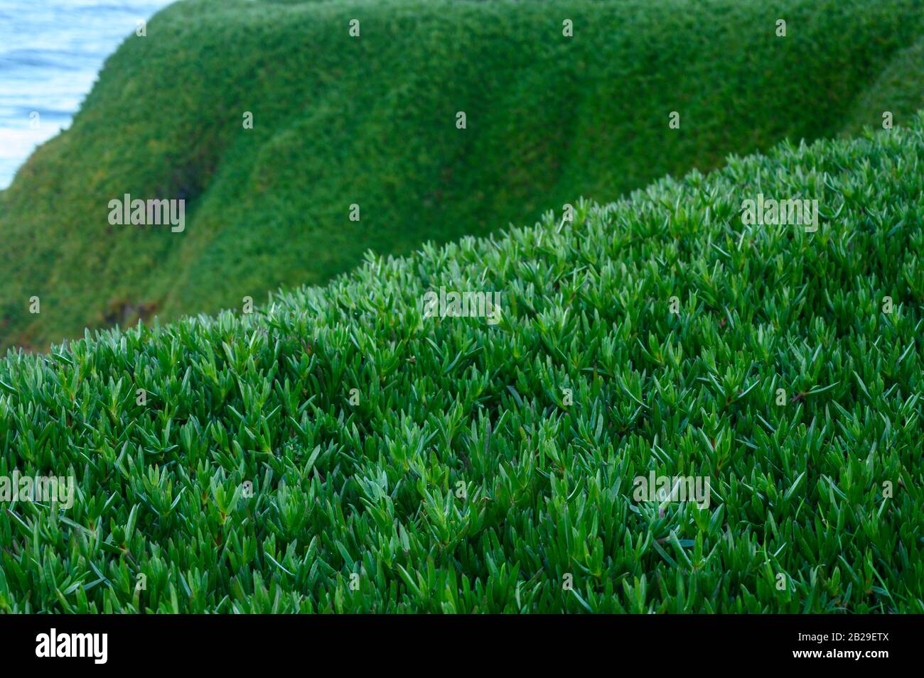 Sea Grasses Cover Hills with Ocean Peeking on Side corner Stock Photo ...