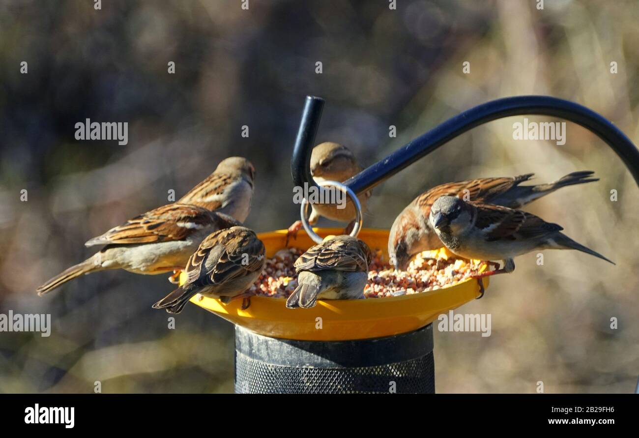 House finch eating hi-res stock photography and images - Alamy