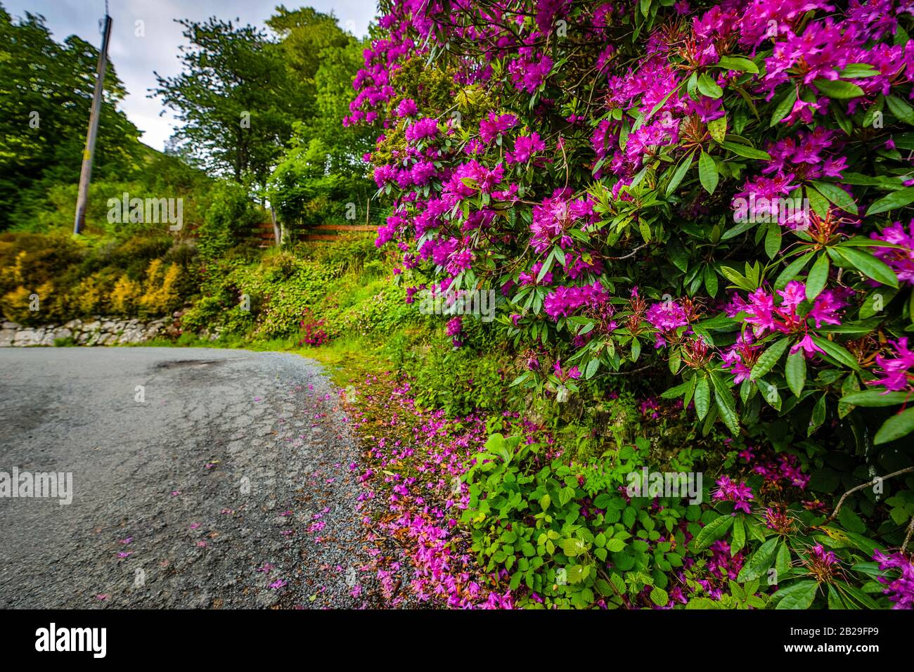 Traditional Scottish Mountains Flowers and bushes close-up Stock Photo ...