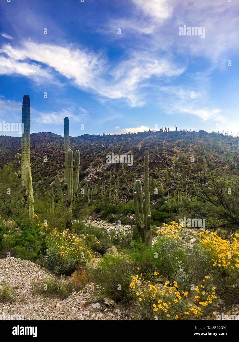 saguaro cactus in desert Stock Photo - Alamy