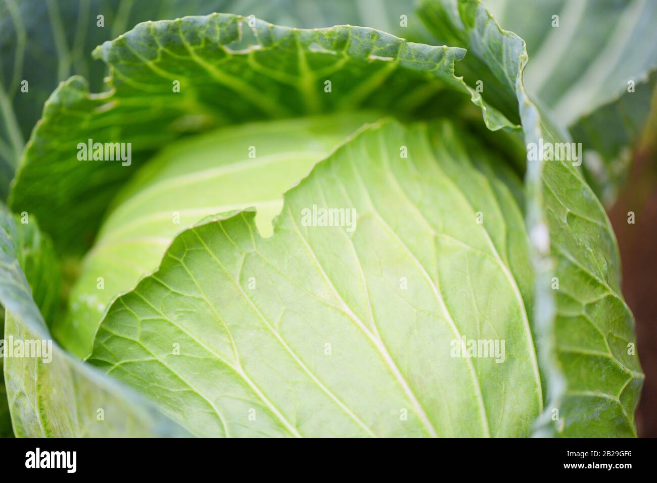 Cabbage in the garden / fresh green cabbage vegetable farm wait ...