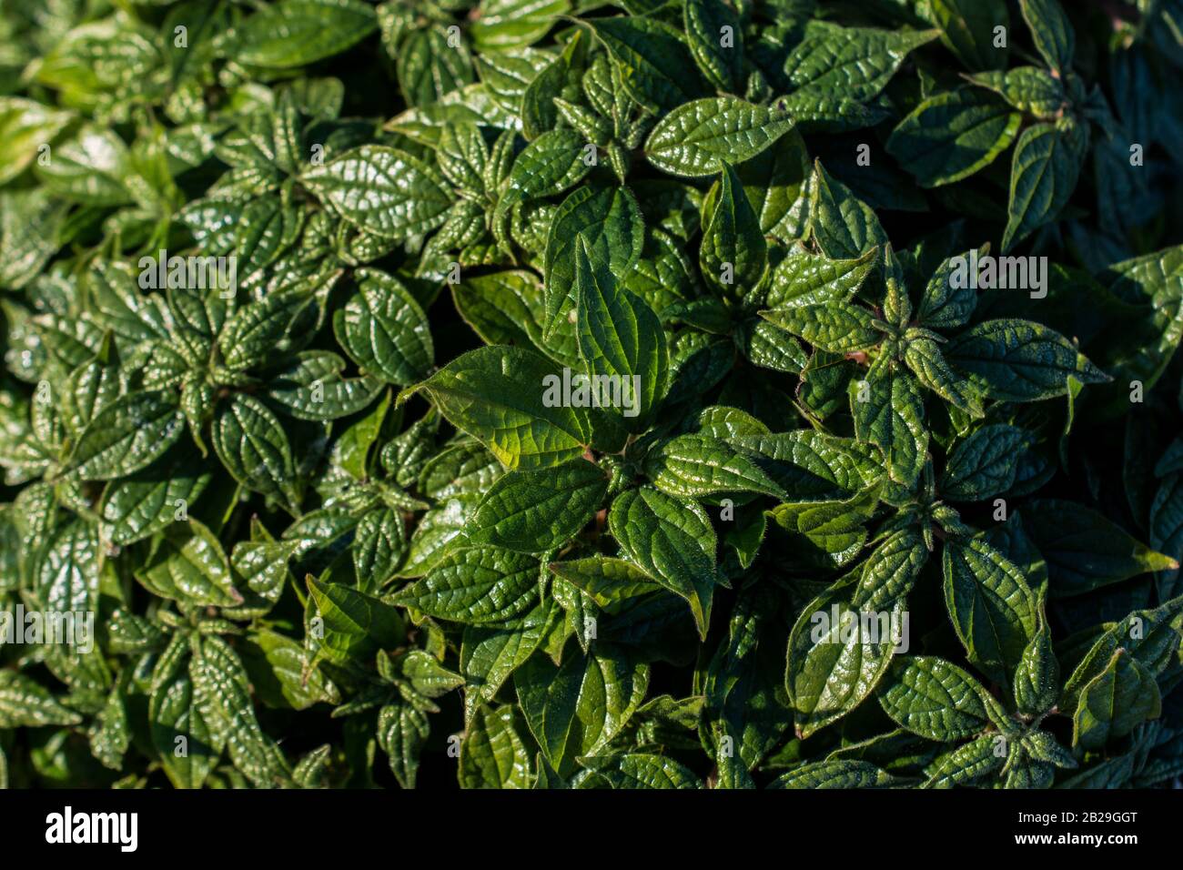 Tree leaves as floral nature background texture Stock Photo - Alamy