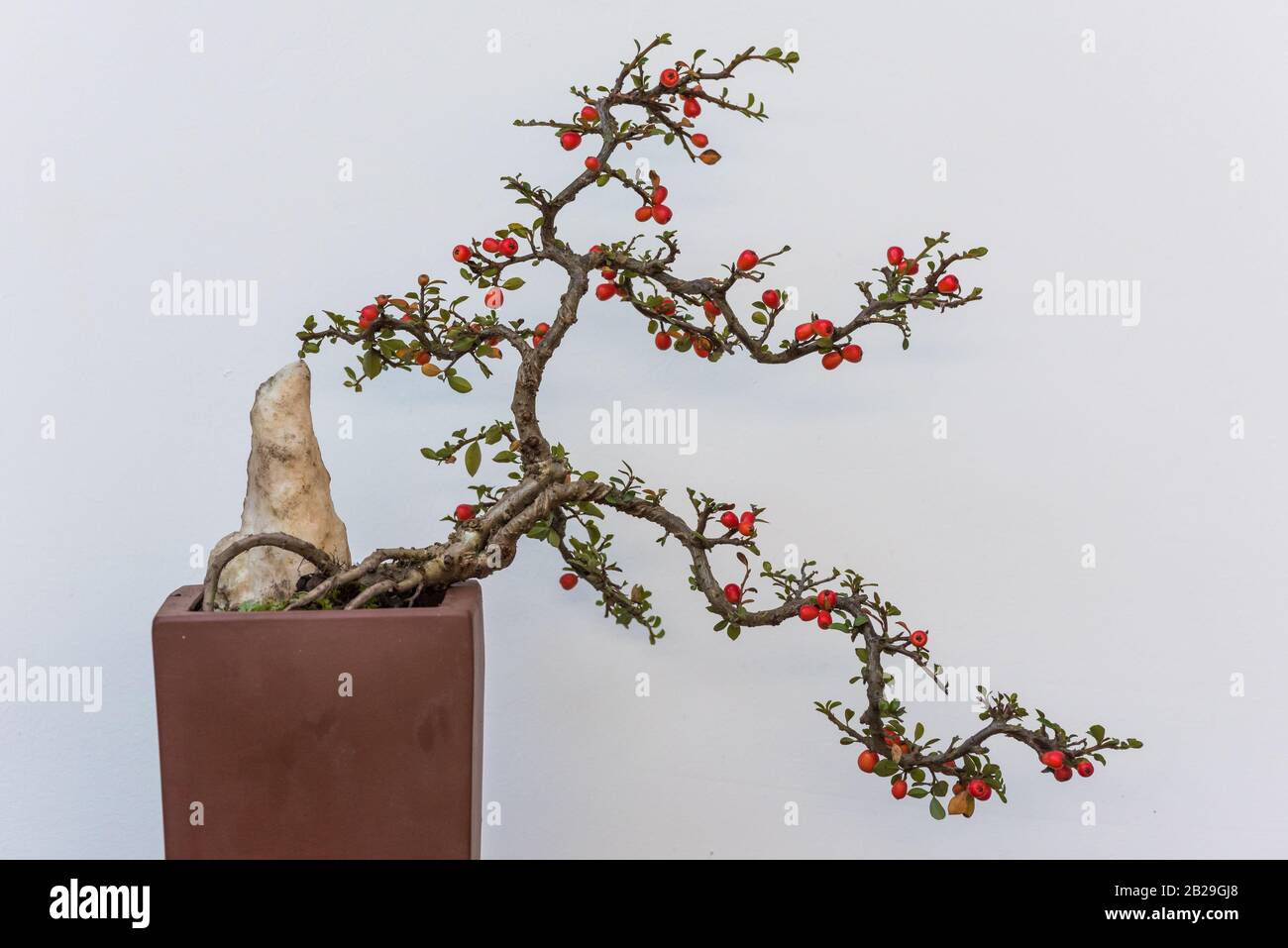 Twisted bonsai tree with red flower against white wall in China Stock ...
