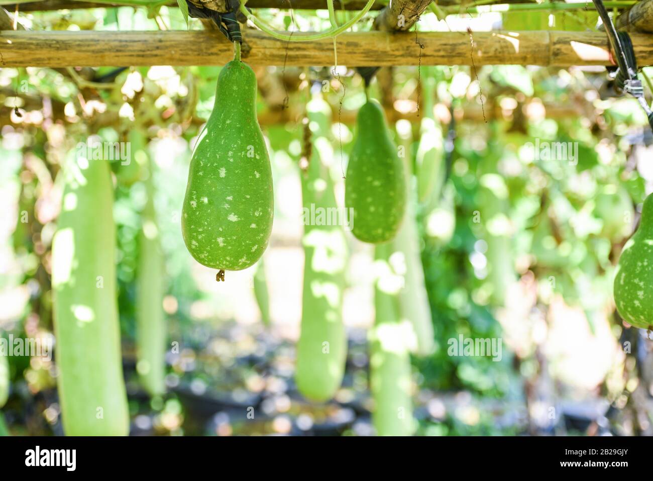 Indian vegetables long winter melon gourd bottle / Calabash gourd or ...