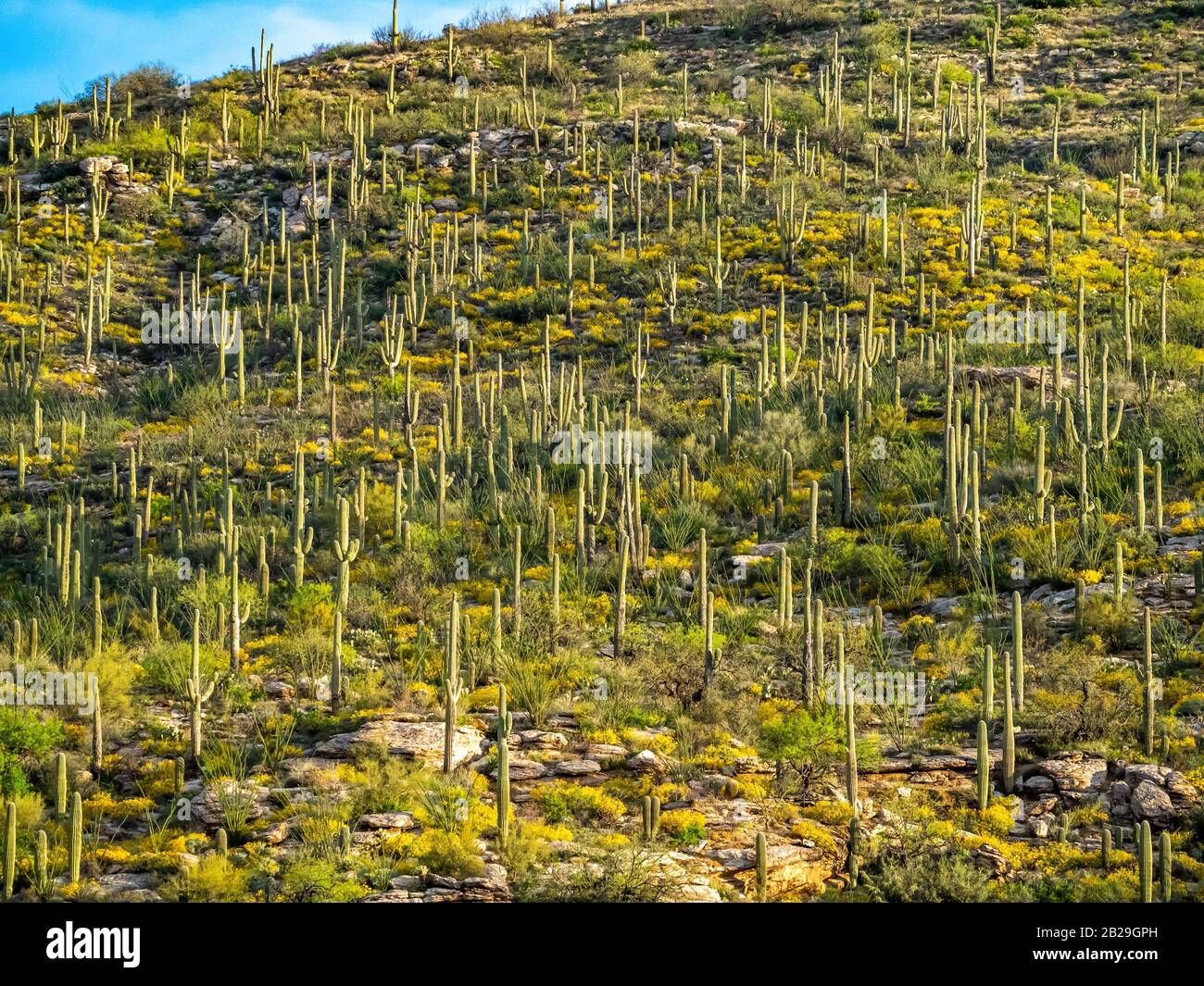 Saguaro cactus spring wildflowers hi-res stock photography and images ...