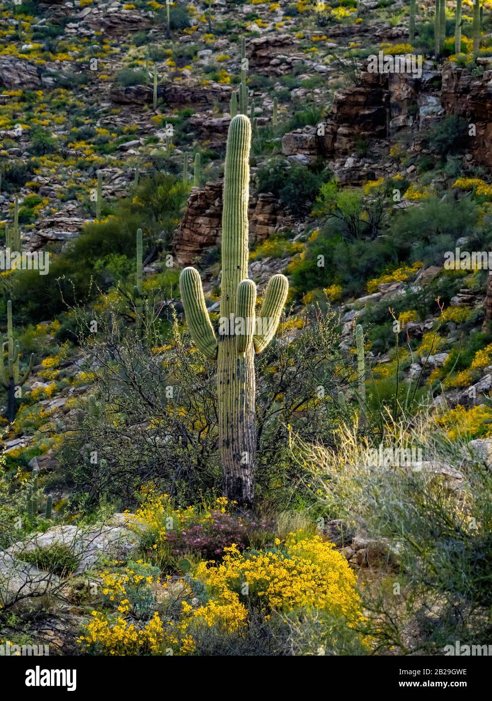 saguaro cactus in desert Stock Photo - Alamy
