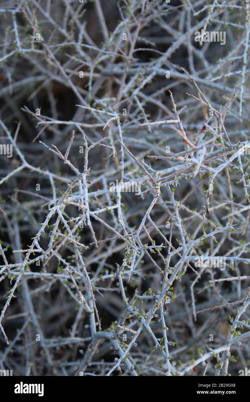 Wild almond tree hi-res stock photography and images - Alamy