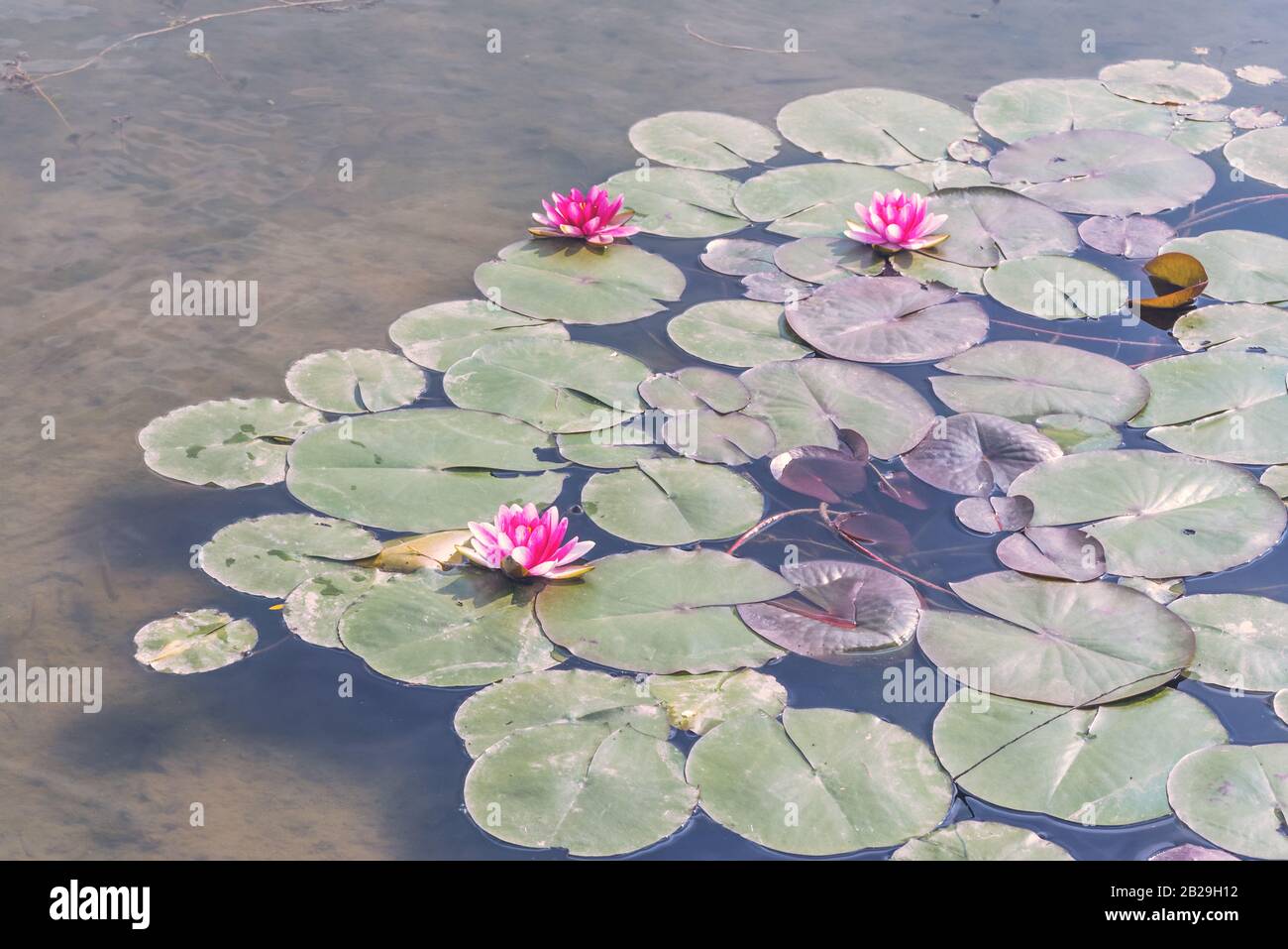 Lotus water lily water in a pond in Chengdu, Sichuan province, China ...