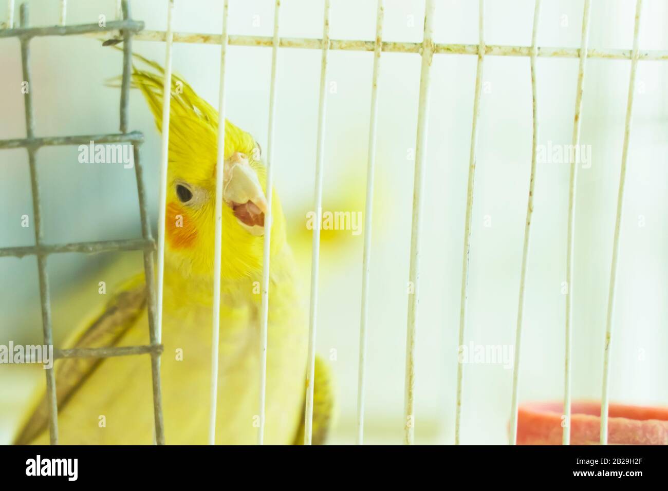 Corella pet hi-res stock photography and images - Alamy