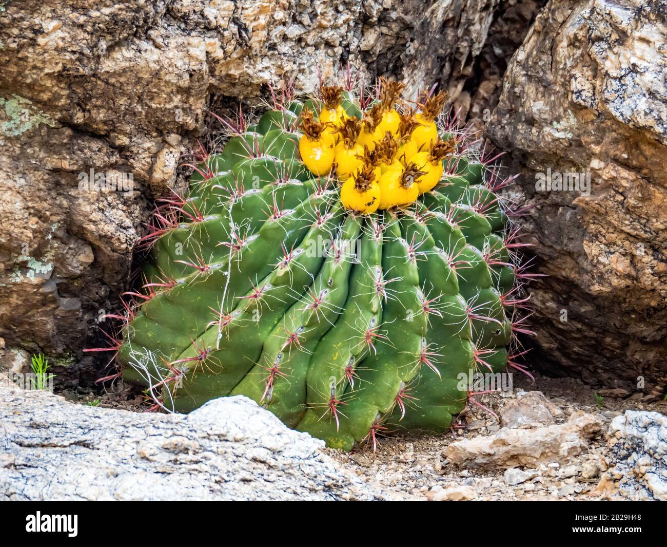 Barrel cactus desert hi-res stock photography and images - Alamy
