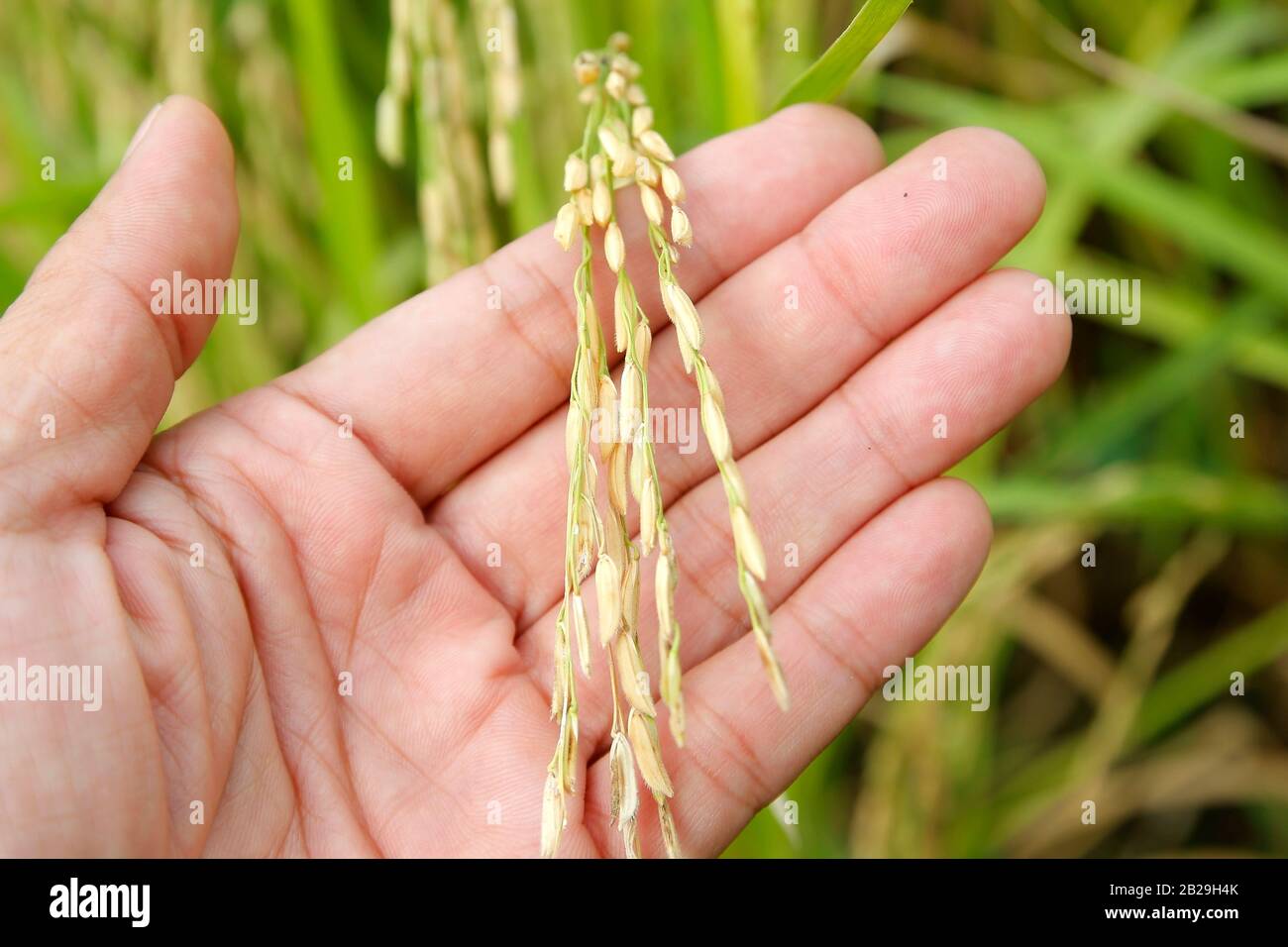 Man hand rice harvest rice hi-res stock photography and images - Alamy