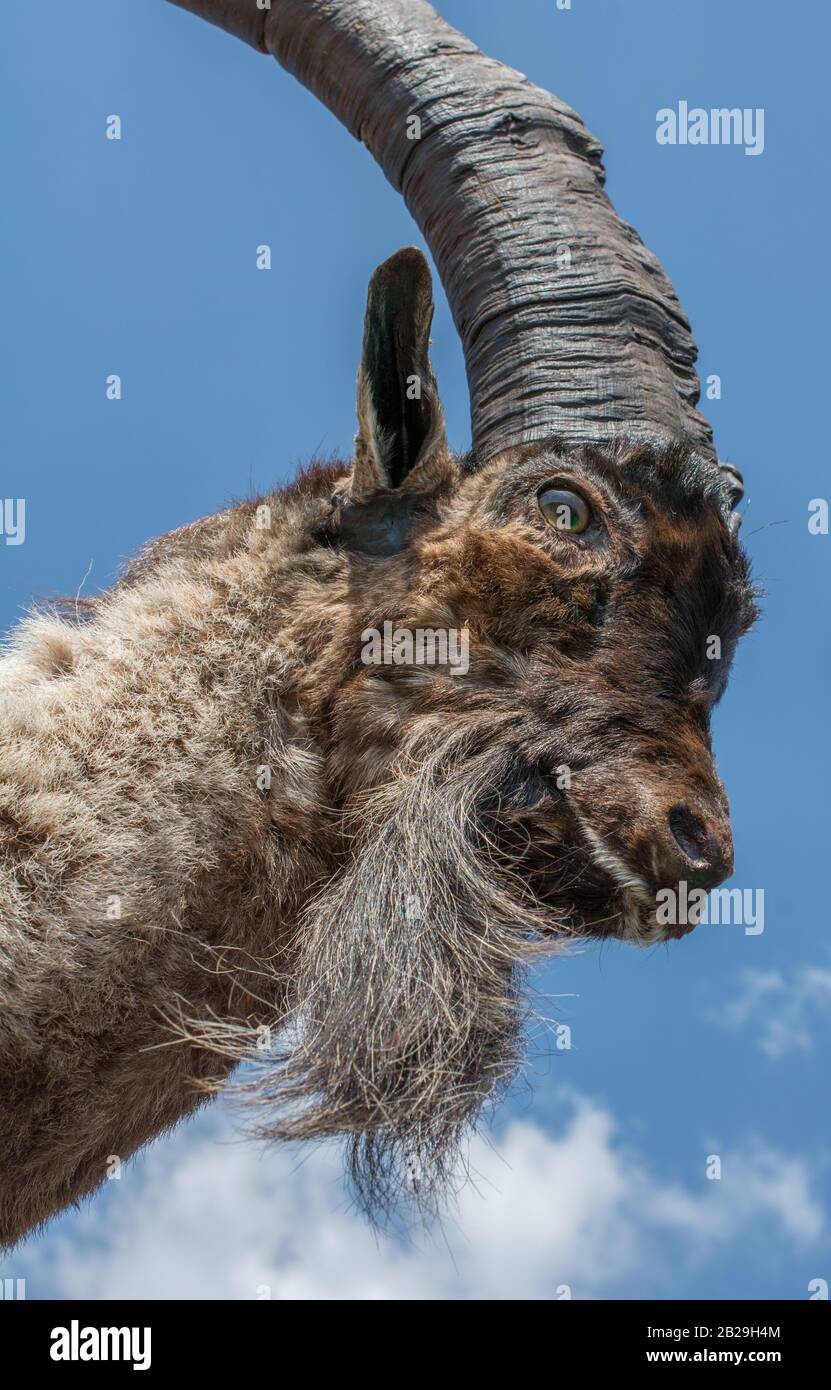 Wild brown mountain goat with two huge horns Stock Photo - Alamy