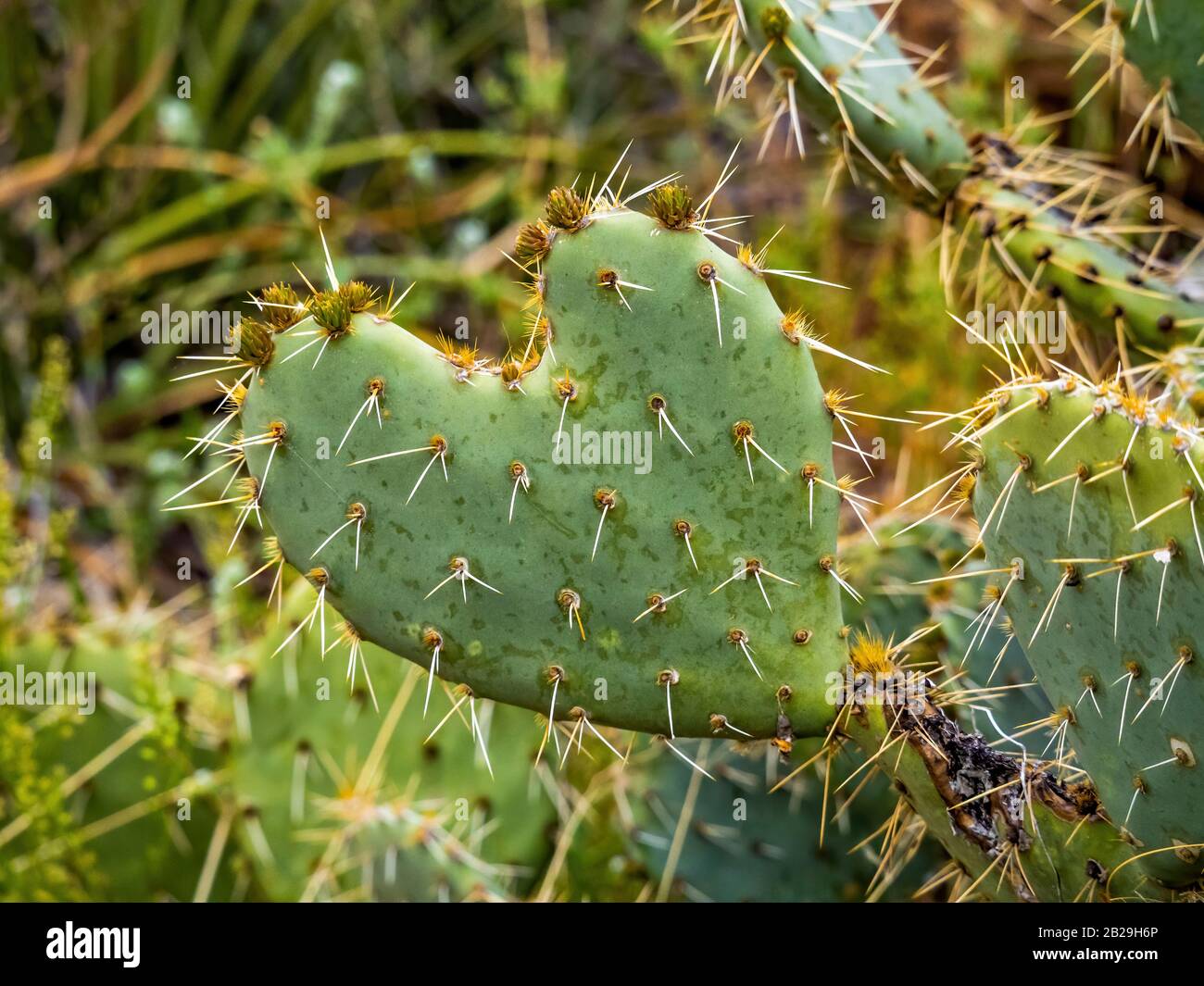 heart shaped cactus in the desert Stock Photo - Alamy