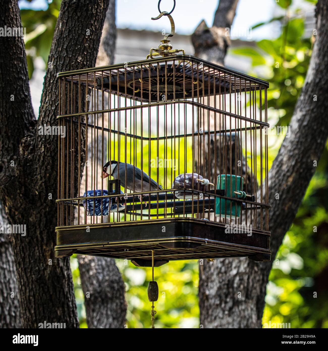 Empty garden bird cage hi-res stock photography and images - Alamy