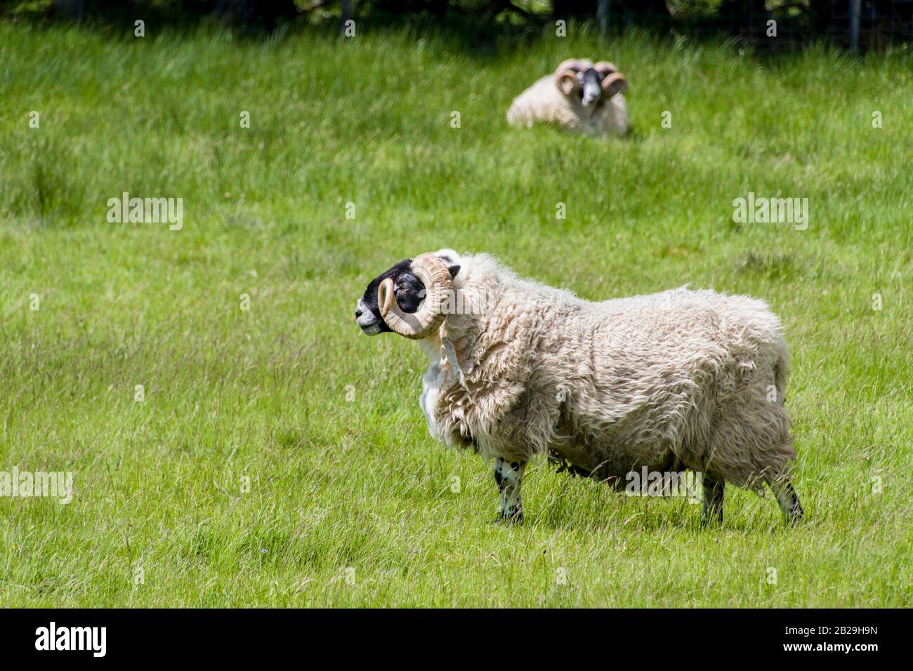 Scottish black face sheep hi-res stock photography and images - Alamy