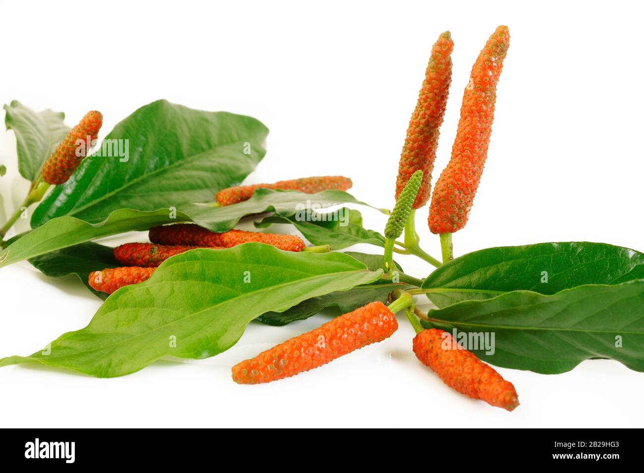 Long pepper, Indian long pepper, Javanese long pepper on white ...