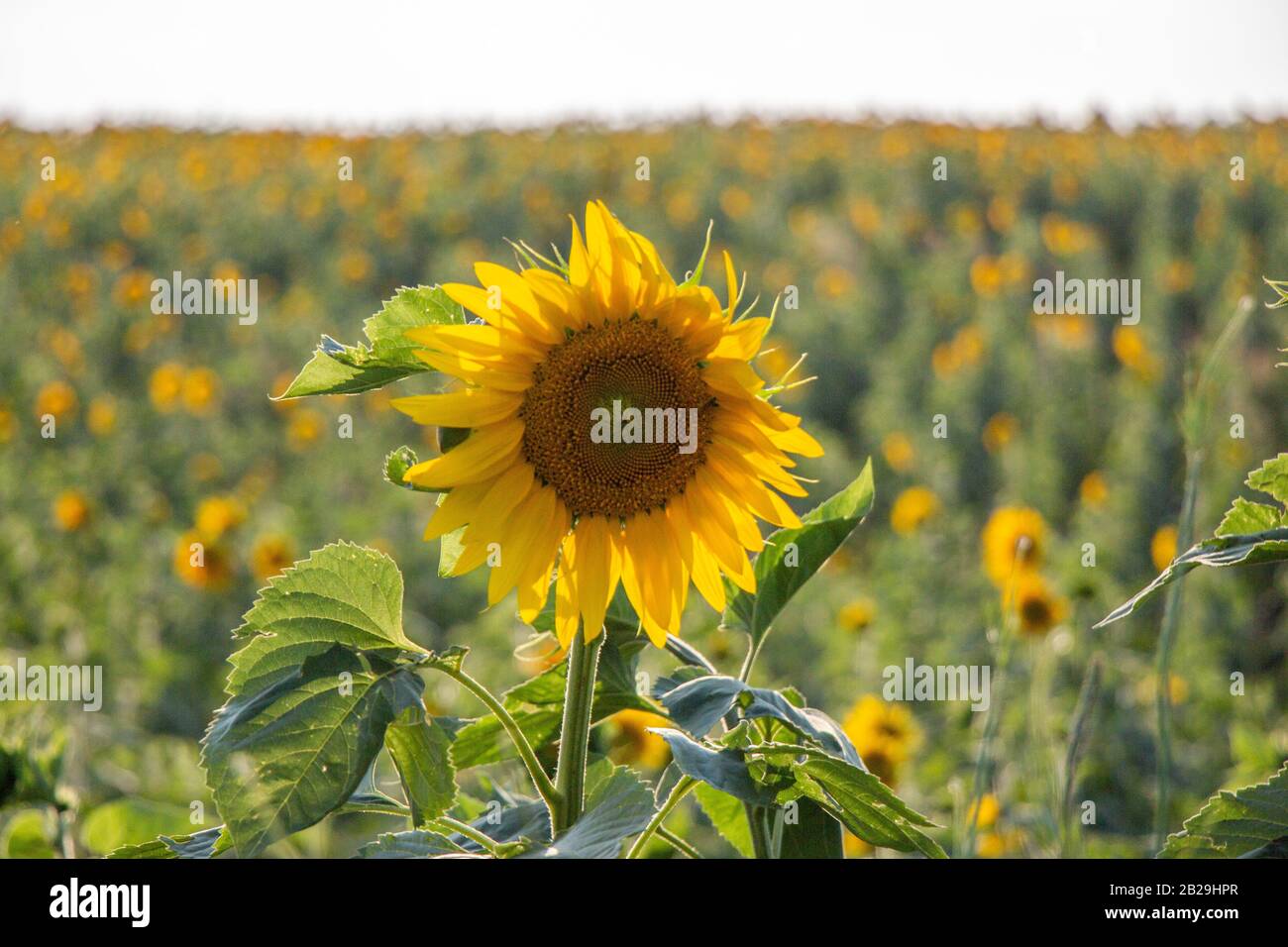 Sunflower field landscape , field of blooming sunflowers as natural ...