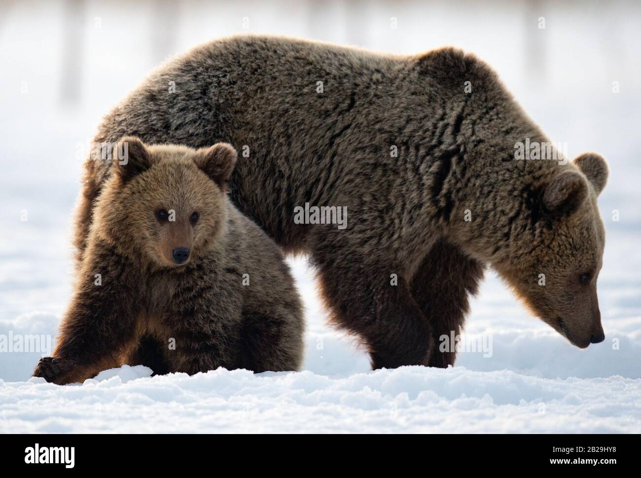 She-Bear and bear cub in winter forest. Winter forest at morning mist ...