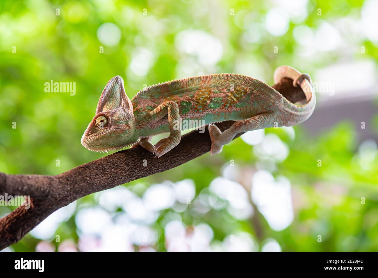 Chameleon lizard stand on wood in the garden with natural background ...