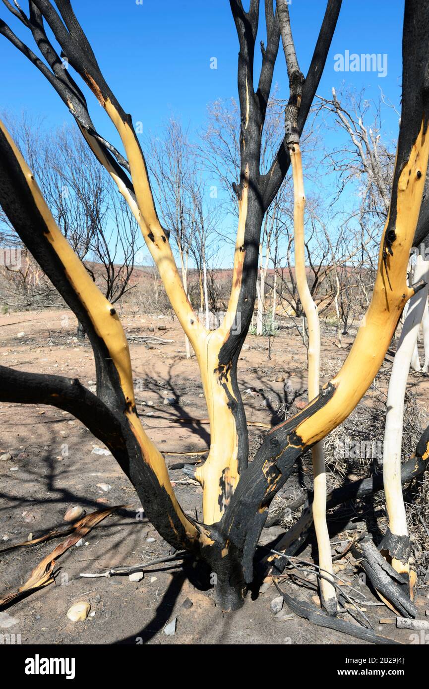 Gum tree trunk burnt down by a bushfire, West MacDonnell Ranges ...