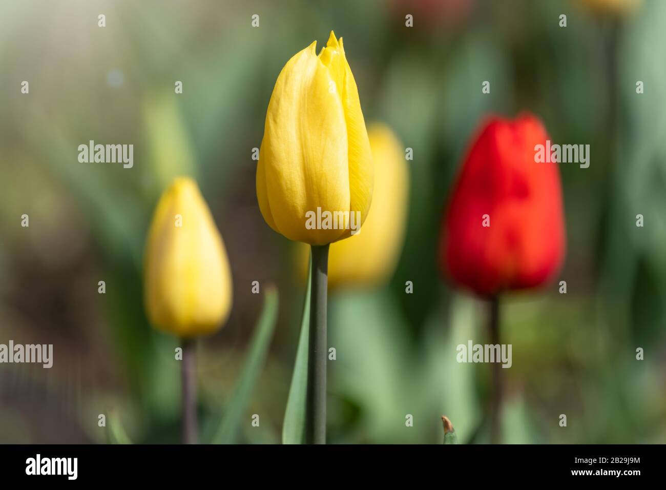 Yellow and red tulips on a green background. Natural sprintime ...