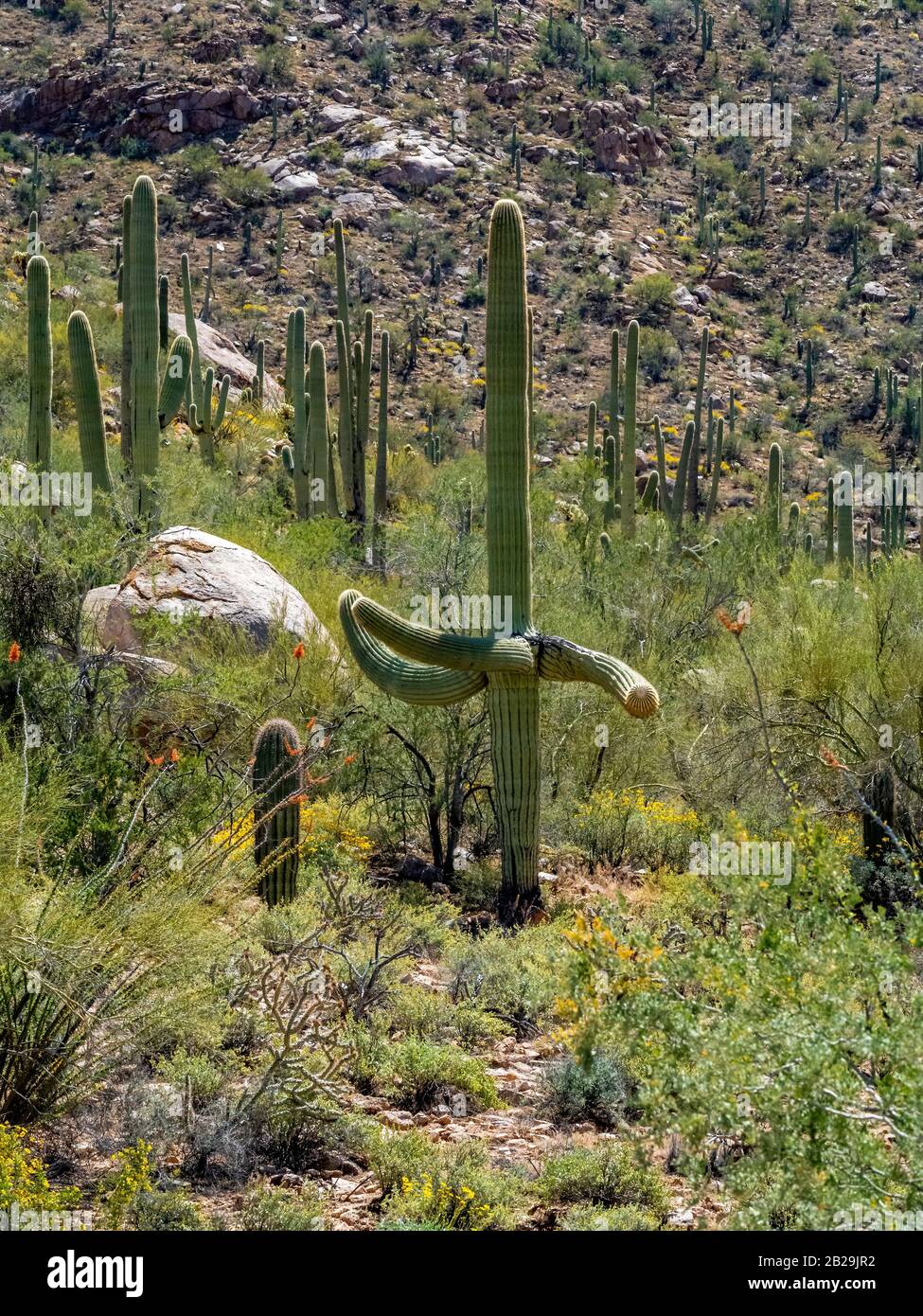 saguaro cactus in desert Stock Photo - Alamy