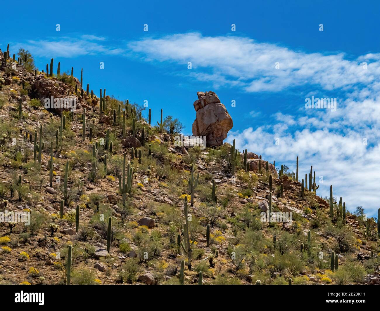 Desert In Bloom High Resolution Stock Photography and Images - Alamy